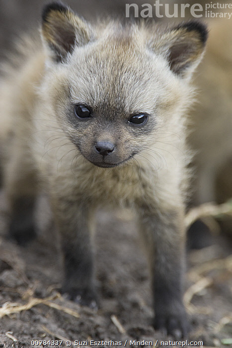 Stock photo of Bat-eared Fox (Otocyon megalotis) four week old pup ...