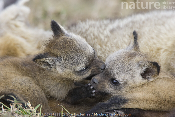 Stock photo of Bat-eared Fox (Otocyon megalotis) four week old pups ...