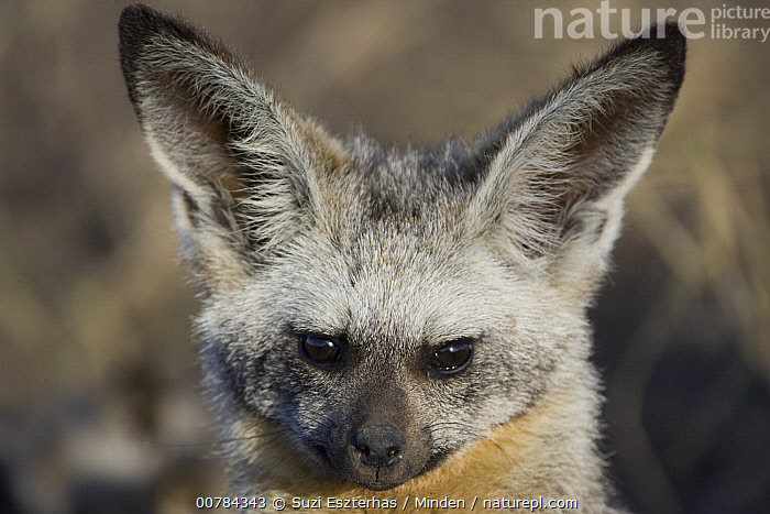 Stock photo of Bat-eared Fox (Otocyon megalotis) portrait, Masai Mara ...