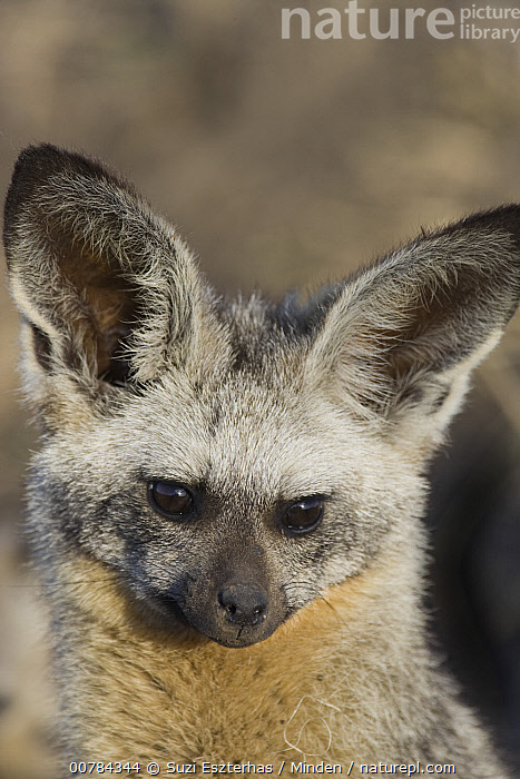 Stock photo of Bat-eared Fox (Otocyon megalotis) portrait, Masai Mara ...