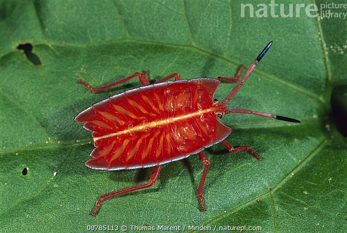 Stock photo of Red Stink Bug (Pycanum rubeus) nymph, Sepilok, Borneo ...