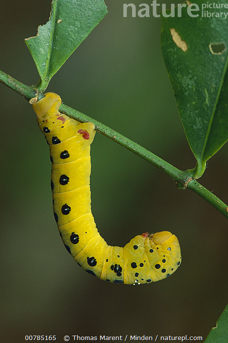 Stock photo of Four o'Clock Moth (Dysphania fenestrata) caterpillar, Daintree National ...