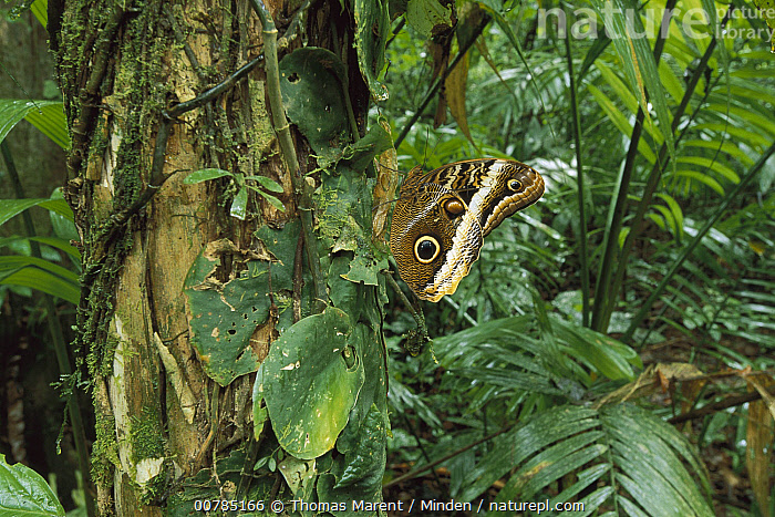 Stock photo of Owl Butterfly (Caligo sp) in rainforest, La Selva, Costa ...