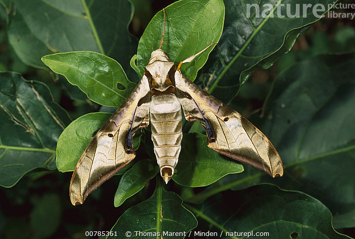 Stock photo of Hawk Moth (Sphingidae), French Guiana. Available for ...