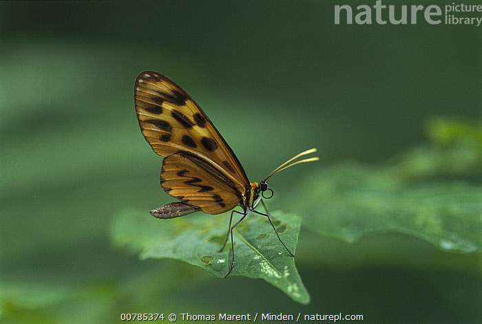 Stock photo of Nymphalid Butterfly (Nymphalidae), Tingomaria, Peru ...