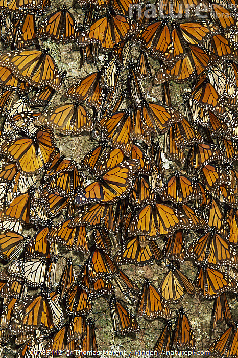 Monarch Butterfly Cluster