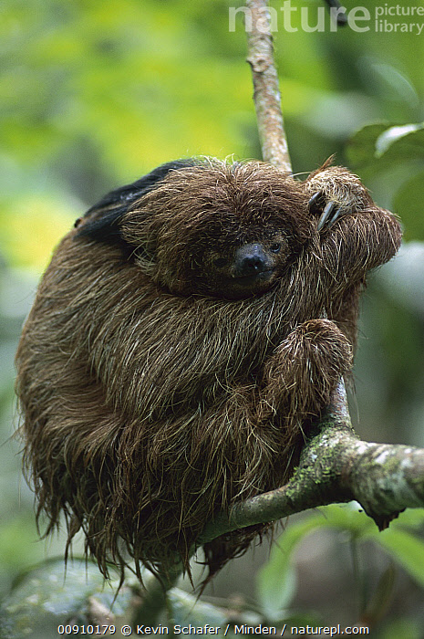 Stock photo of Maned Sloth (Bradypus torquatus) resting in tree ...