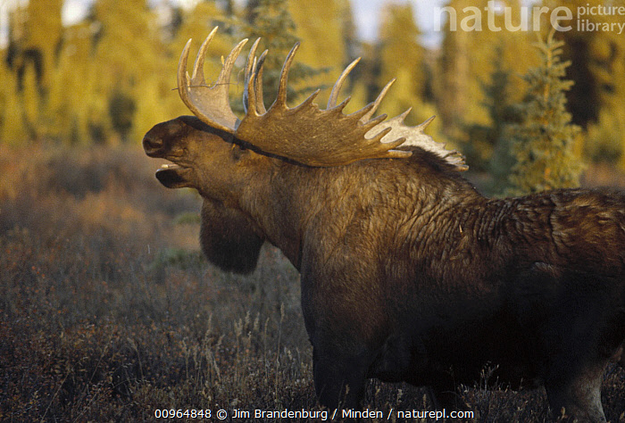 Stock photo of Alaska Moose (Alces alces gigas) male calling during rut ...