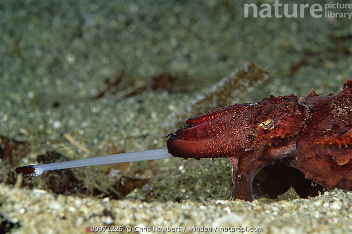 Stock photo of Flamboyant Cuttlefish (Metasepia pfefferi) fishing with ...