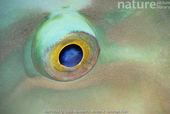Stock photo of Parrotfish (Scarus sp) close-up of eye, Red Sea, Egypt ...