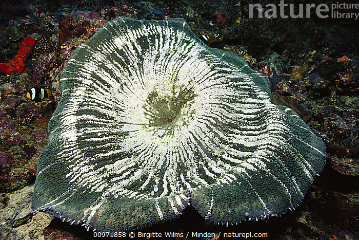 Stock photo of Haddon's Sea Anemone (Stichodactyla haddoni) 110 feet ...