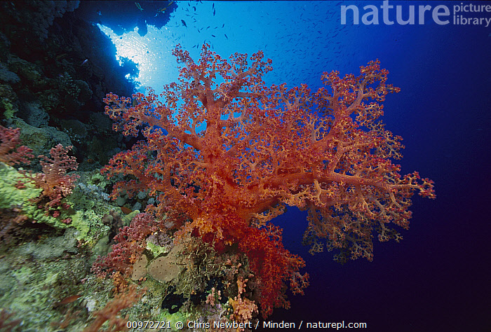Stock photo of Soft Coral (Dendronephthya sp) outcroppings 60 feet deep ...