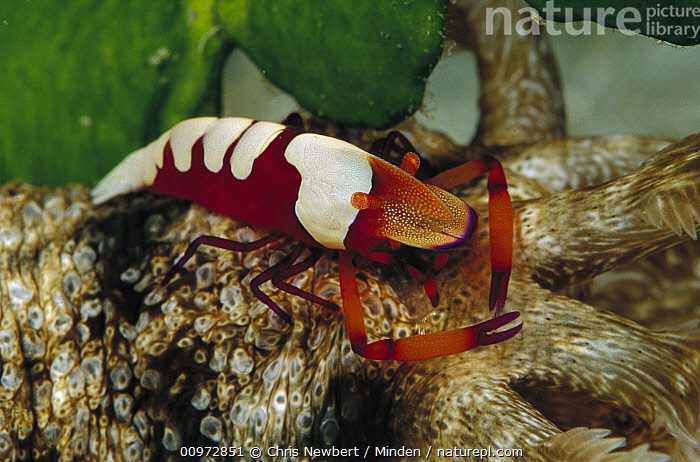 Stock photo of Emperor Shrimp (Periclimenes imperator / Zenopontonia ...