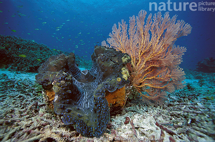 Stock photo of Giant Clam (Tridacna gigas) and gorgonian sea fan on ...