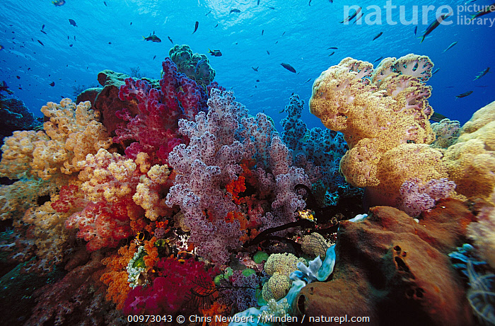 Stock photo of Soft Coral (Dendronephthya sp) reef scenic, Indonesia ...
