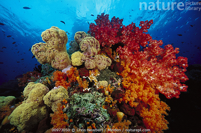 Stock photo of Soft Coral (Dendronephthya sp) and Soft Coral ...