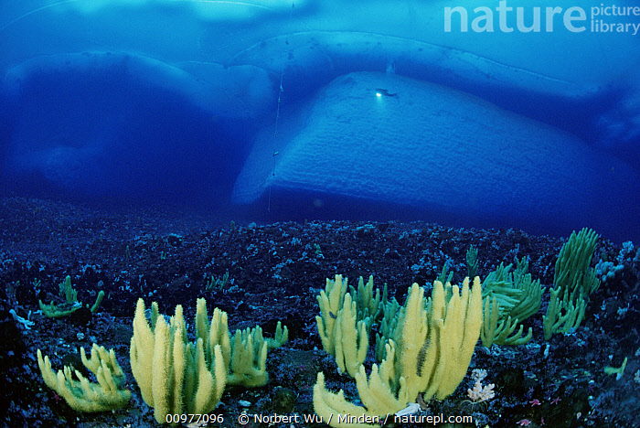 Stock photo of Polychaete (Isodictya erinacea) group and diver with ...
