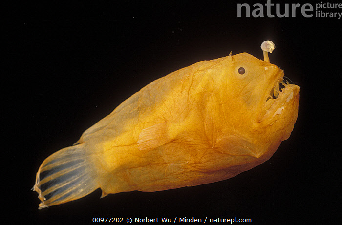 Stock photo of Netdevil (Borophryne apogon) deep sea species showing ...