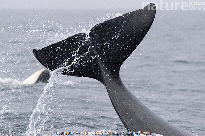 Stock photo of Orca (Orcinus orca) tail slap, southeast Alaska ...