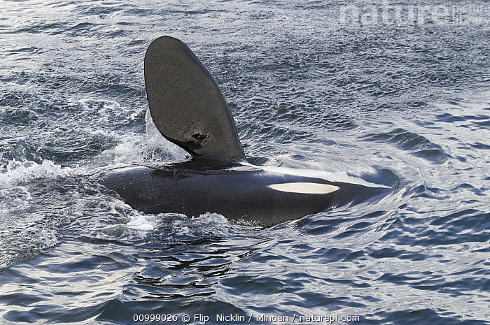 Stock photo of Orca (Orcinus orca) flipper, southeast Alaska. Available ...