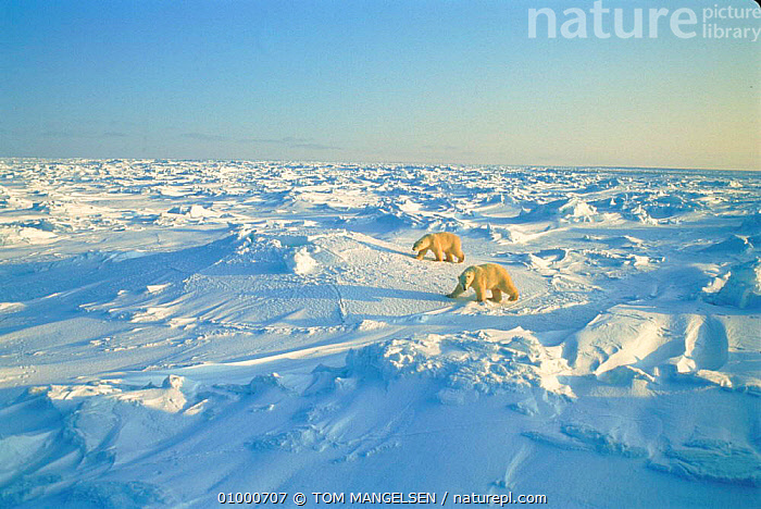 Stock photo of Polar bears, Canadian Arctic. Available for sale on www ...