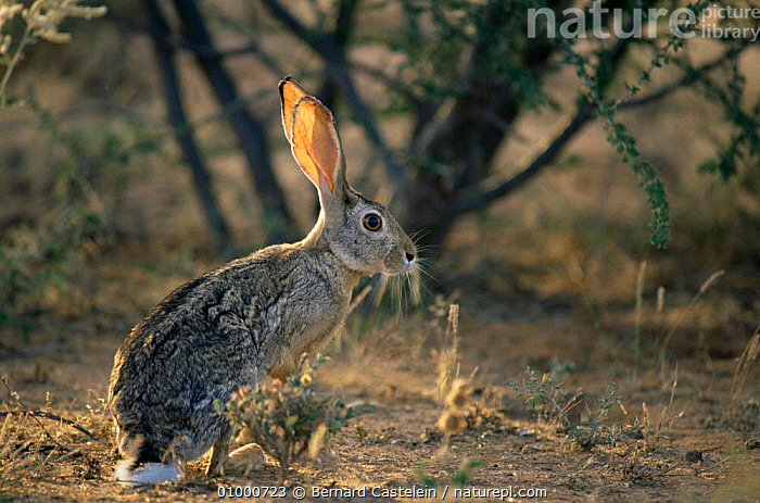 Stock photo of Cape hare (Lepus capensis) Samburu, Kenya (91 ...