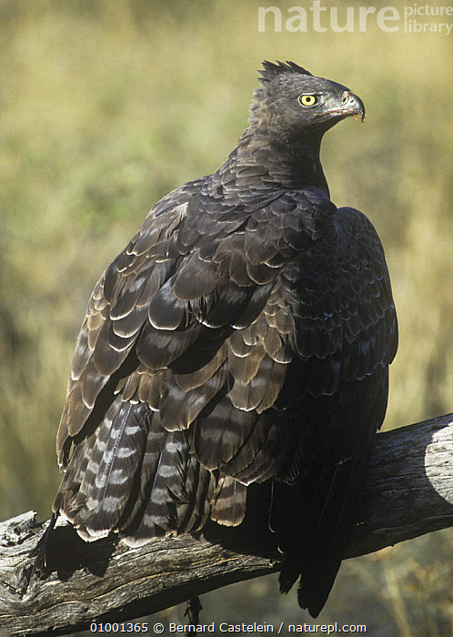 Crowned Hawk Eagle
