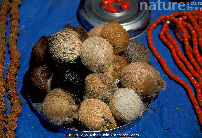 Stock photo of Musk pods from musk deer for sale at roadside market in ...