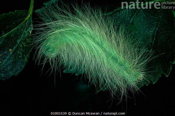 Stock photo of Miller moth larva on birch leaf, UK. Available for sale ...
