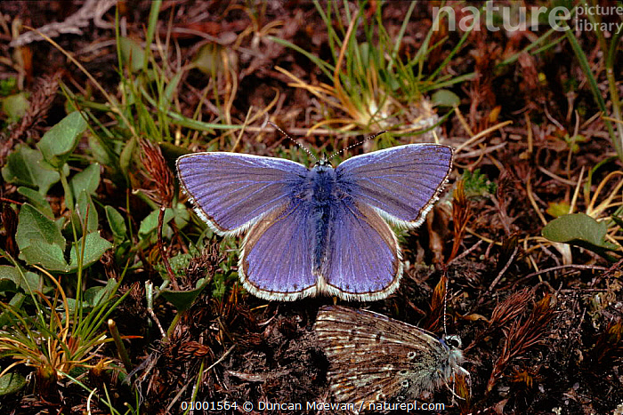 Stock photo of Common Blue butterflies showing upper and under wing ...