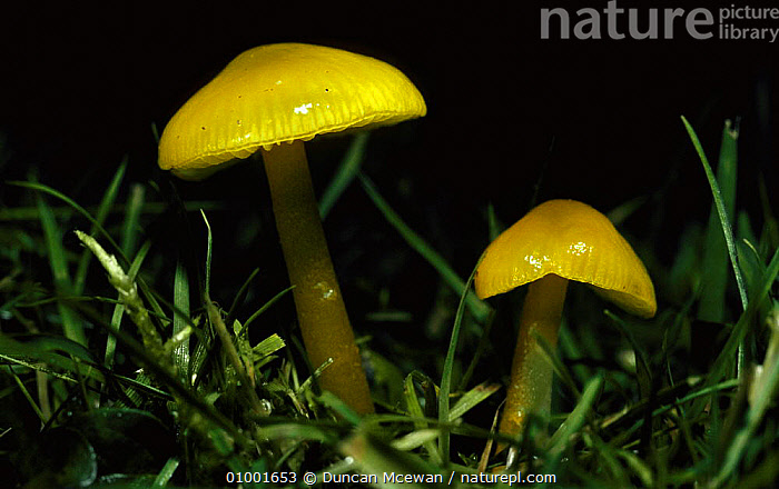 Stock photo of Parrot Wax Cap (Hygrocybe psittacina) Scotland ...
