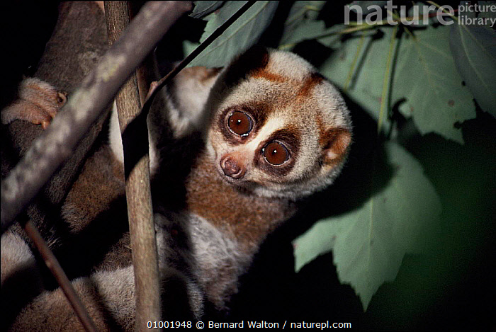 Stock photo of Slow loris. Native of South-East Asia (captive ...