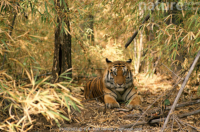 Stock photo of Male tiger called 'Bhacora' in Bandhavgarh National Park ...