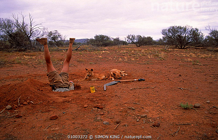 Stock photo of Simon King digging hole beside dingos for filming ...