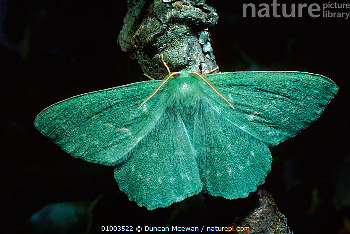 Stock photo of Large Emerald moth, UK. Available for sale on www ...