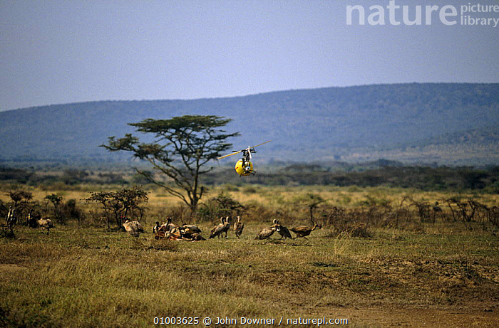 Stock photo of Remote controlled helicopter filming vultures eating ...