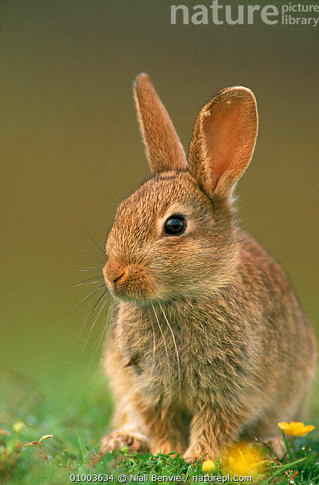 Stock photo of Juvenile rabbit outside burrow. Scotland. Available for ...