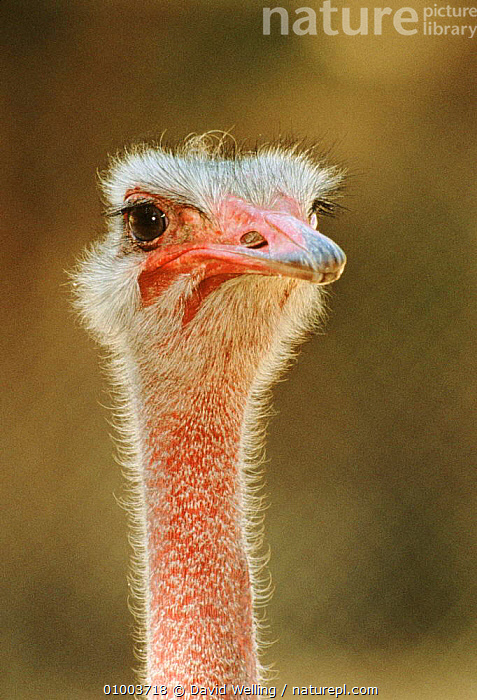 Stock photo of Ostrich head portrait. Available for sale on www ...