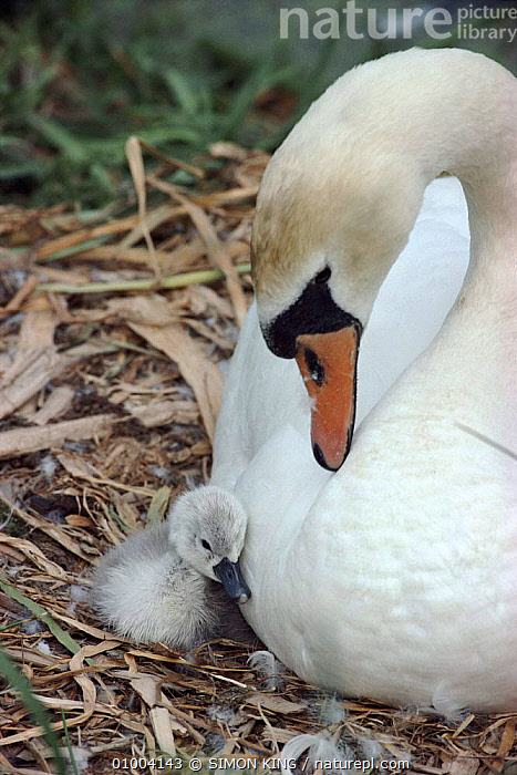 Stock photo of Mute Swan with newly hatched chick, England. Available ...