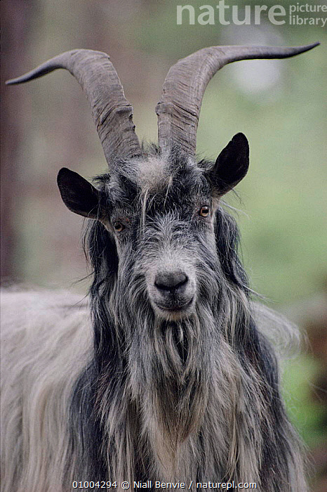 Stock photo of Feral Goat male, Scotland. Available for sale on www ...