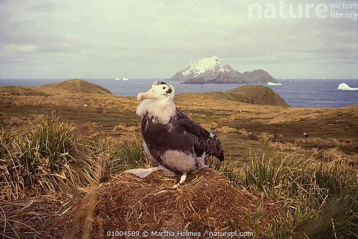 Stock photo of Wandering Albatross juvenile fledgling on nest (Diomedea ...