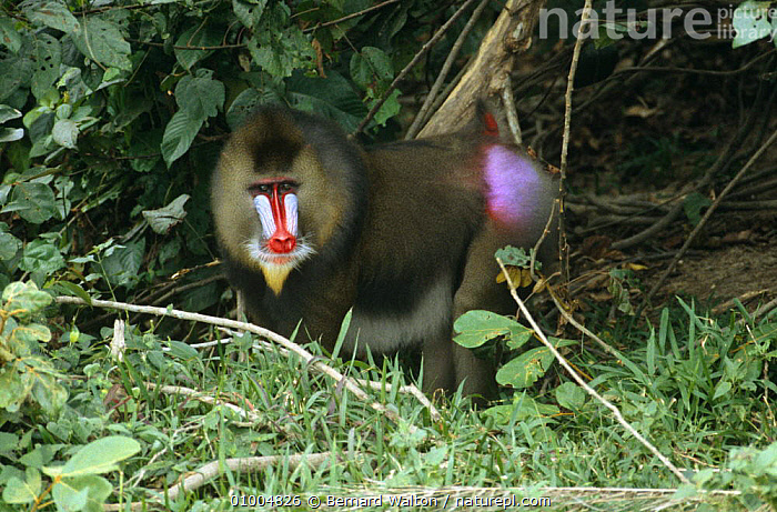 Stock photo of Mandrill male with blue backside (Mandrillus sphinx ...