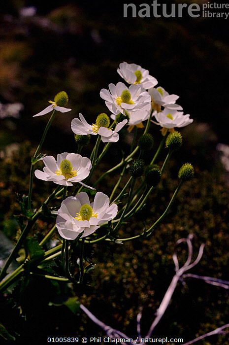 Stock photo of Great mountain buttercup (Mount Cook lily) (Ranunculus ...