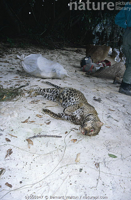 Stock photo of Poached Leopard {Panthera pardus} on river bank, Gabon ...