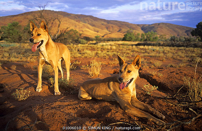 Stock photo of Male (standing) and female Dingo (Canis lupus dingo ...
