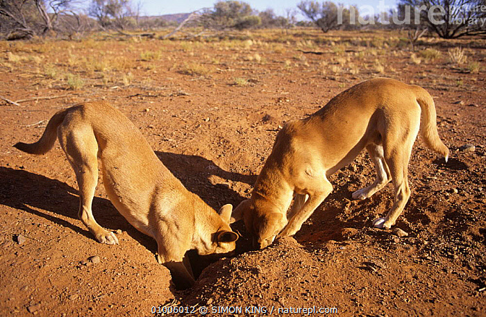 Stock photo of Dingos (Canis lupus dingo) digging in rabbit hole ...