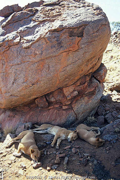Stock photo of Three Dingos (Canis lupus dingo) resting in the shade of ...