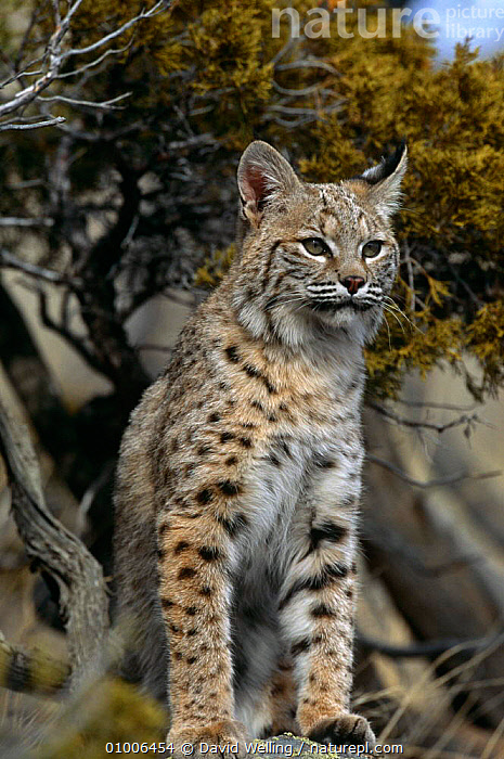 Stock photo of Bobcat (Felis rufus) captive, USA. Available for sale on ...