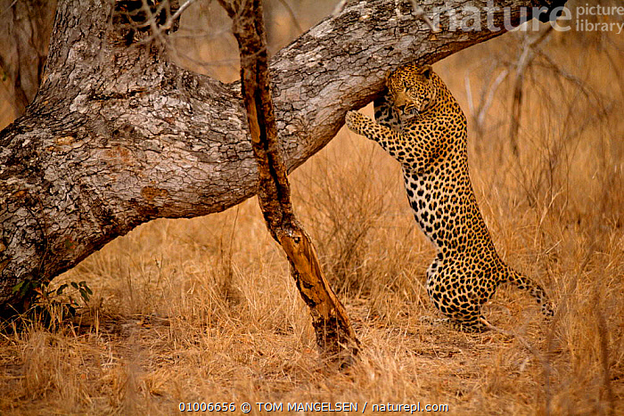 Stock photo of Leopard sharpening claws, Mala Mala South Africa ...