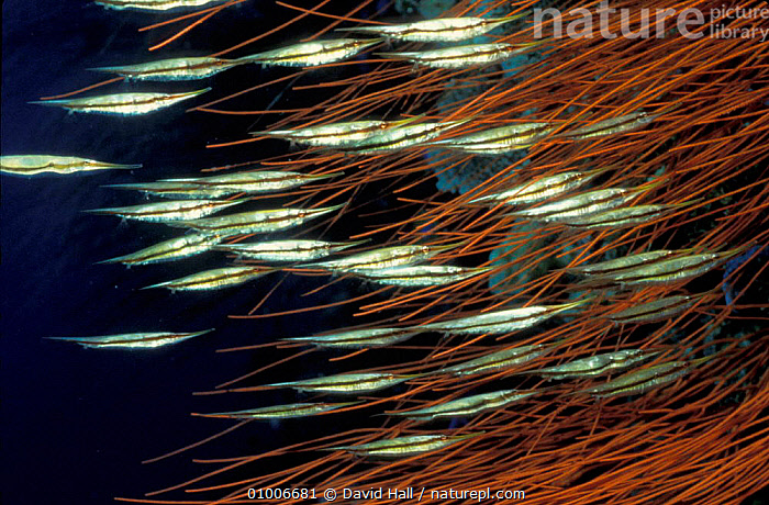 Stock photo of Shrimpfish / Razorfish in red whip coral (Aeoliscus ...